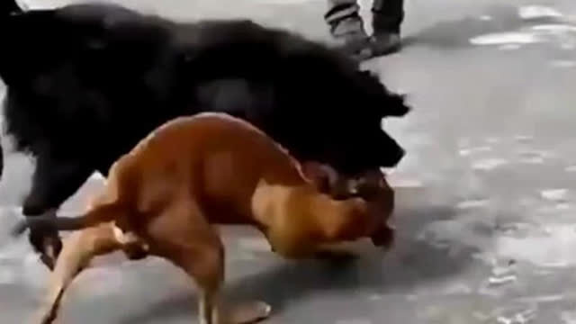 藏獒一招锁喉,秒杀这只比特犬,比特不败神话从此被藏獒终结