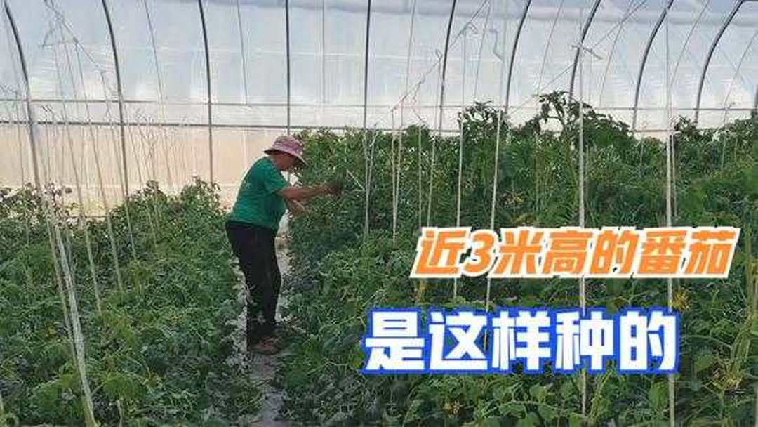 近3米高的番茄,8个月结12层果,种植的方法很特别