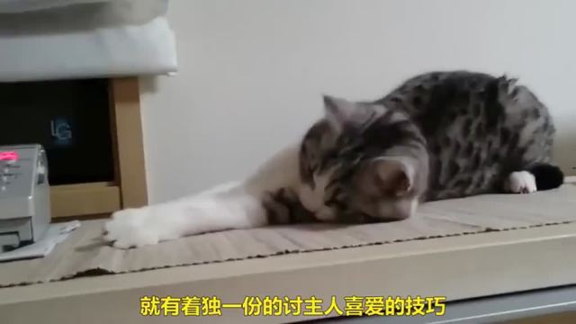 在主人面前撒娇卖萌的猫咪,原来是想吃零食