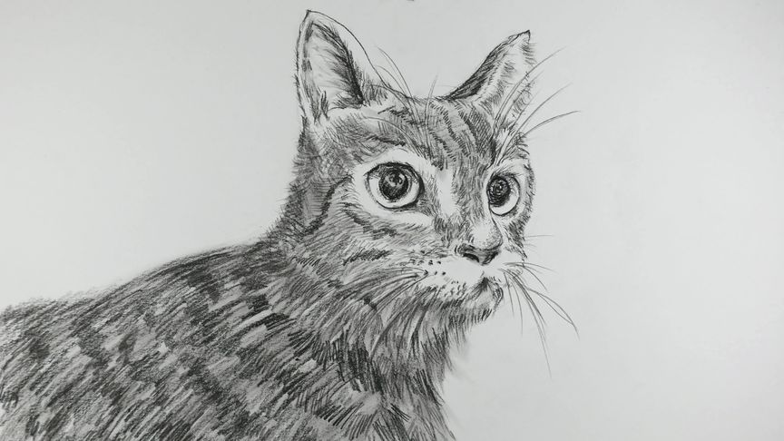 猫咪,动物素描详细作画步骤,喜欢的可以关注我