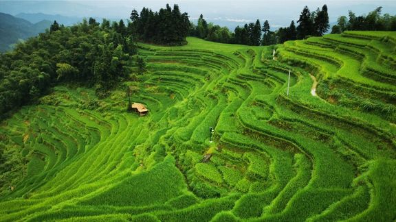 你知道稻谷是怎么收获的?体验人工收获稻谷!