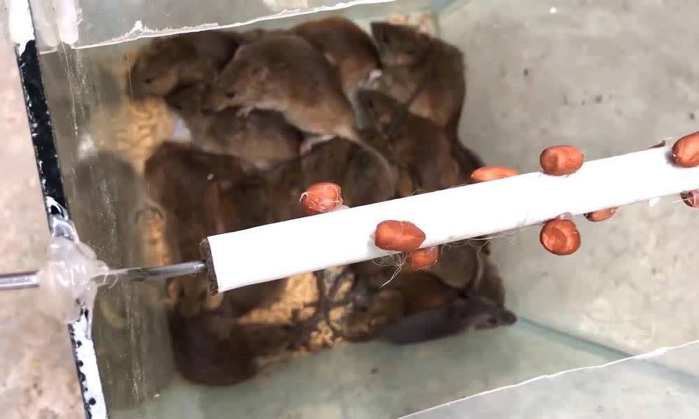 捕鼠神器哪家强?3种神器要你盘一盘