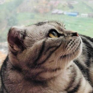 不爱吃鱼的六六喵 