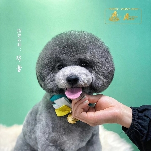 中宠宠物培训njhf77777 