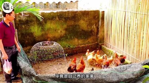 农村大哥巧妙设计实现生态共生,制作"鸡的别墅"用起来太方便了