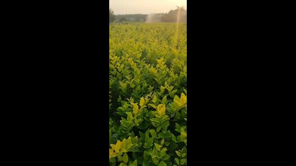 农户自产自销,种植色块小苗
