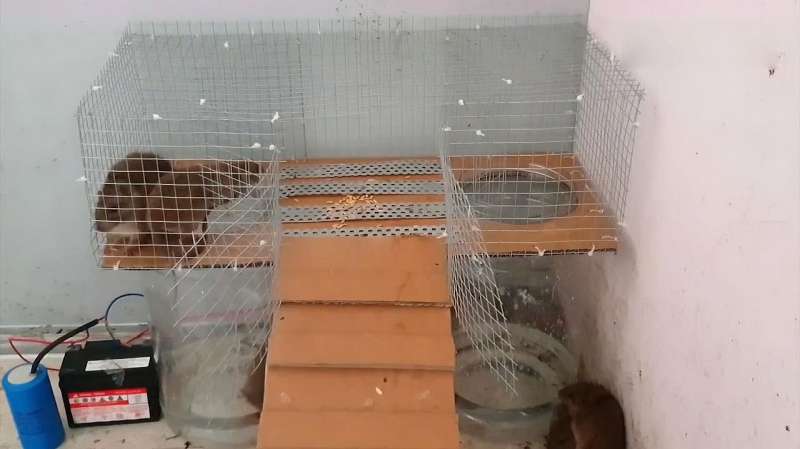 男子绞尽脑汁设计的带电捕鼠神器,太厉害了,电得老鼠狂跳舞!
