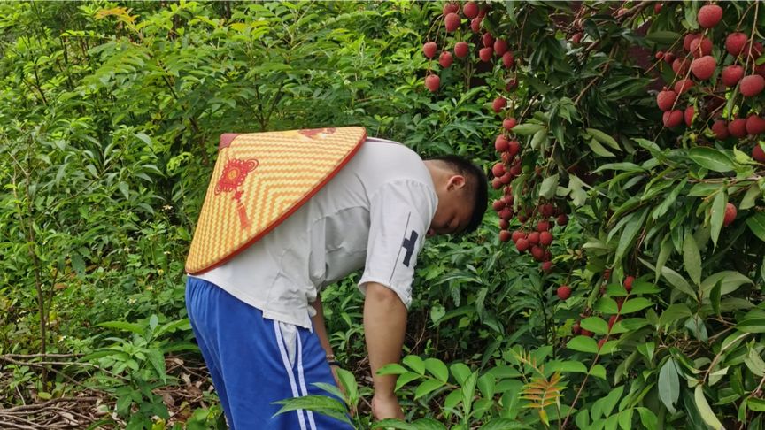 回家摘荔枝他不香吗ߘ
