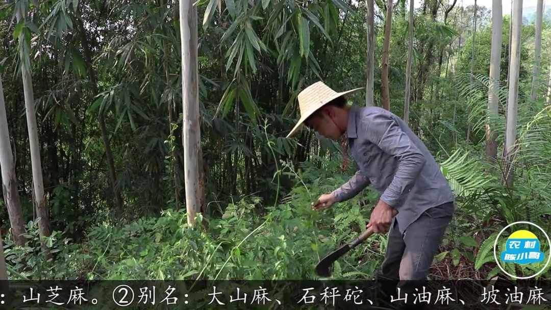 农村陈小哥草药植物《山芝麻》,用途挺不错,山上很常见的