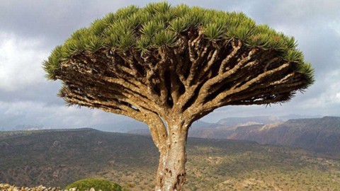 世界上最奇特的植物,会流血的树彻底刷新你三观