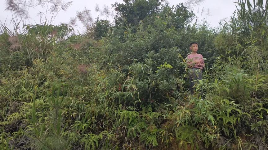 满山遍野的杨梅,没人管理带小孩上来采杨梅看的都过瘾!