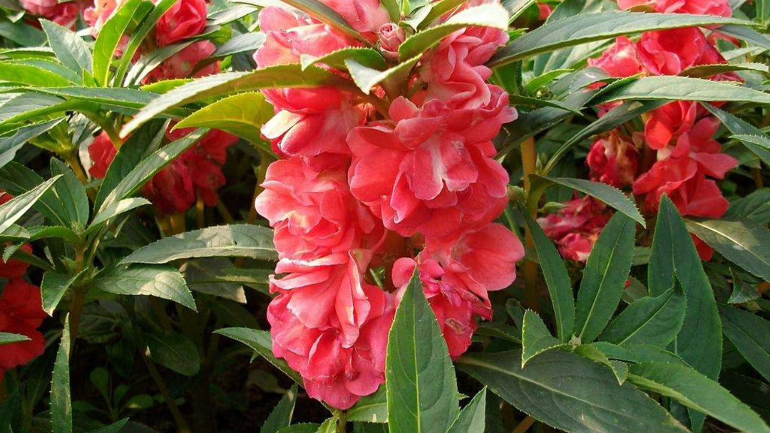 农村这野草,人称“凤仙草”可染指甲用处大,遇见请珍惜!