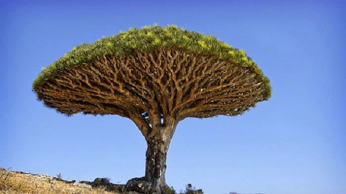 世界上最有名的树,其中有国树,那么你见过会"流血"的树吗?