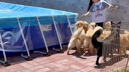 女主人给狗们买了游泳池回家,在家也能游泳了!