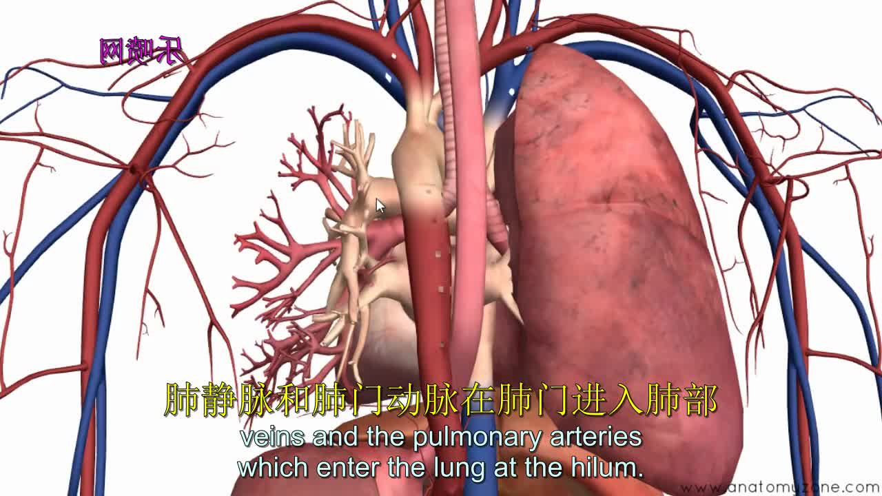 3D讲解呼吸系统:第二节、支气管树到肺