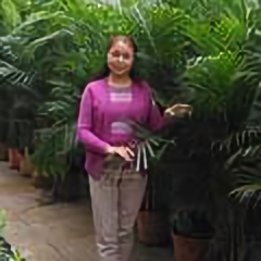 青青茉莉Chongqing 