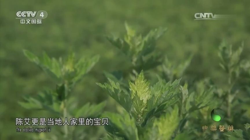 看似普通的艾叶竟是历史最悠久的药材之一,它到底有什么作用呢?