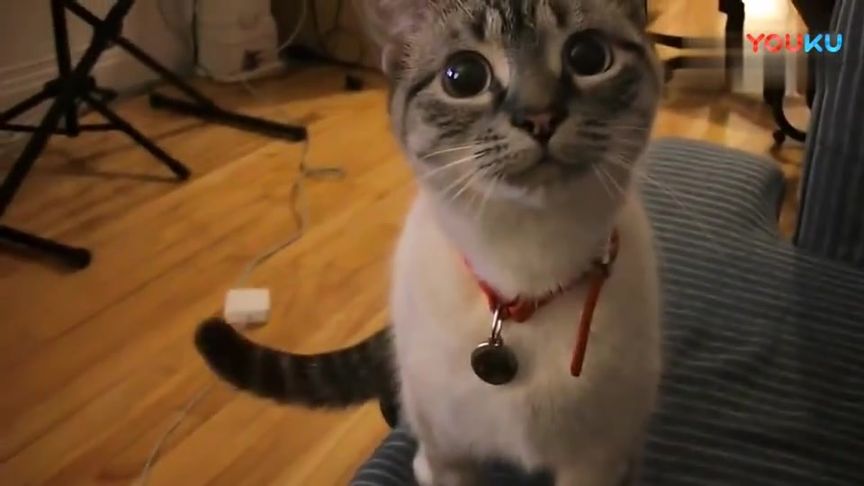 一听到主人在学狼叫的猫,就会模仿主人的声音,喵呜了起来