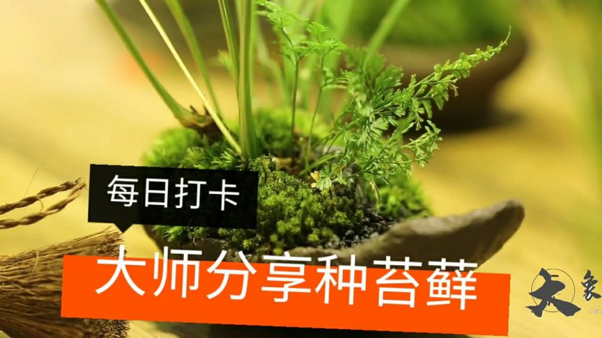 绿色迷你植物的微观世界也很美,一个fd分享怎么种植,学会了啦啦