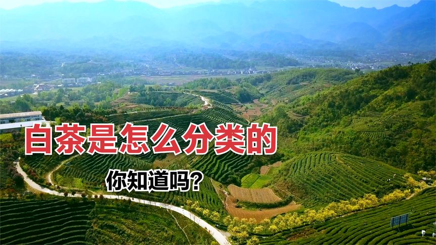 白茶是怎么分类的你知道吗?