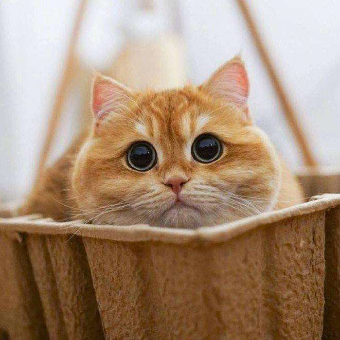 一根藤上七只猫1 