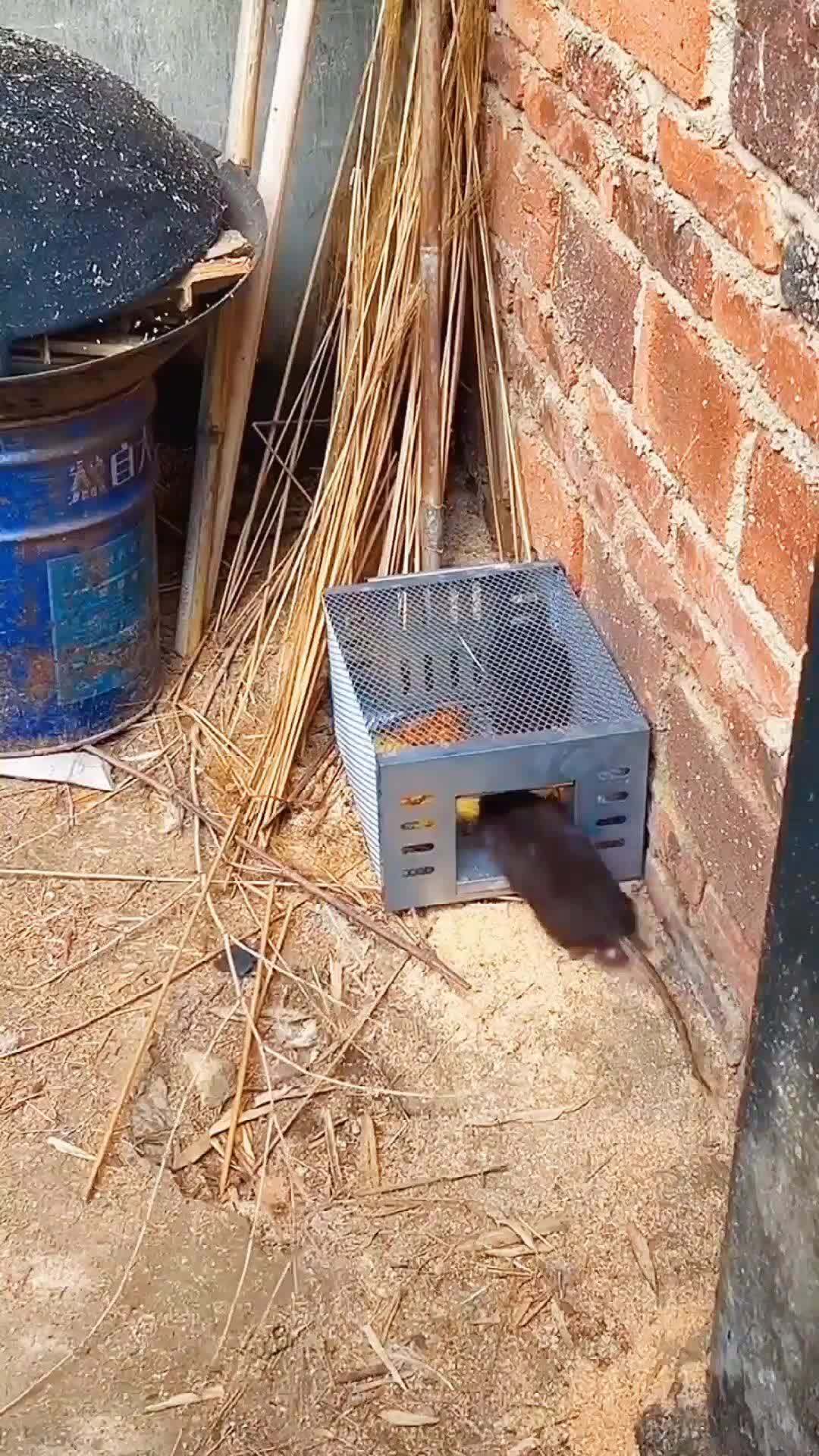 天气热了老鼠多了,试试这款捕鼠器