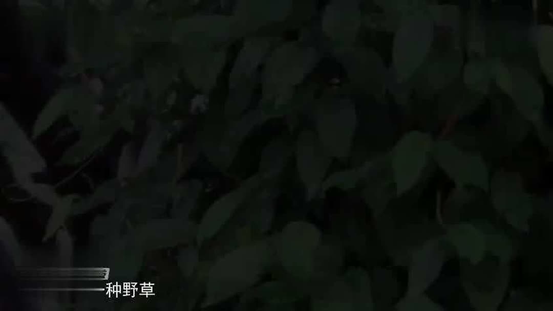惹上风湿关节炎治不好?农村这种野草专治30年老风湿!