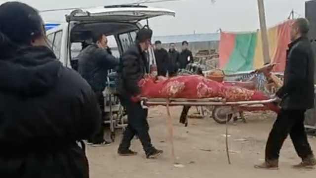 老虎咬人马戏团欠下医药费失联,医生:连夜走的,谎称是狗咬