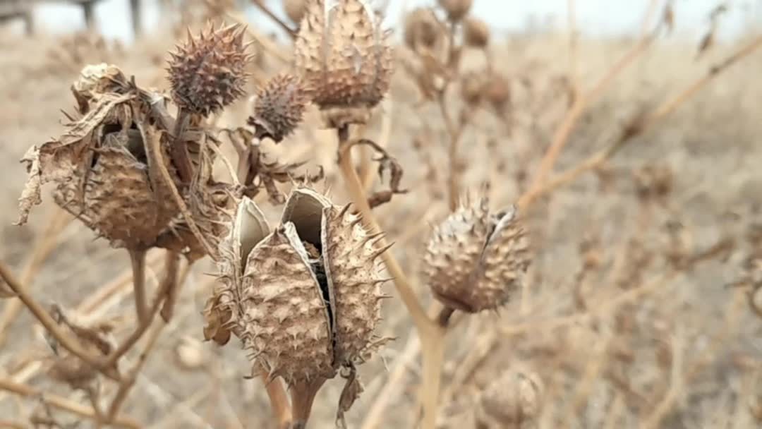 曼陀罗别名醉葡萄,种子外壳成针状一起了解下用途吧