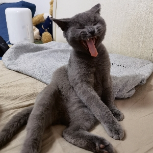 平底锅巴子 