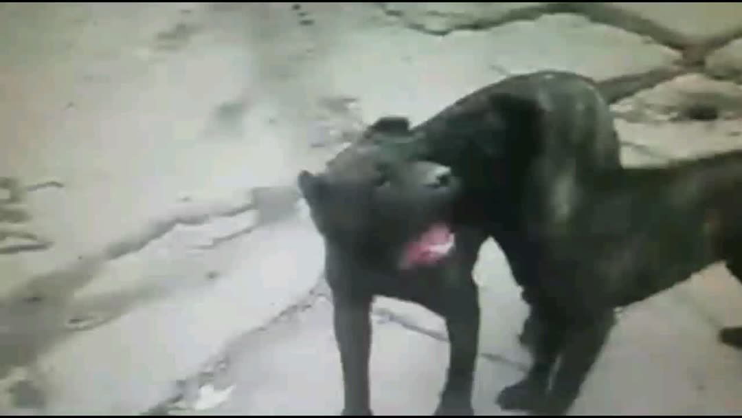 卡斯罗犬幼犬打斗视频