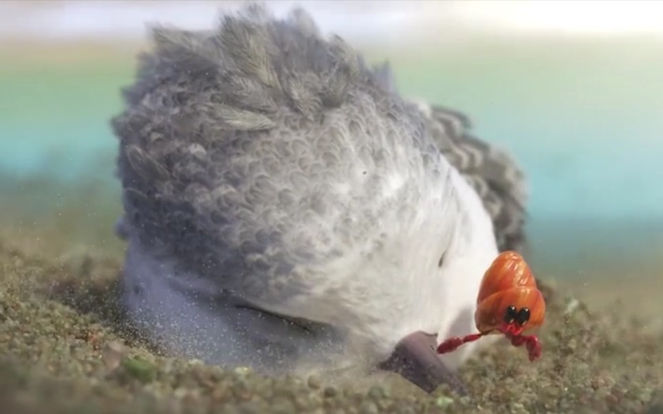 皮克斯动画短片《鹬》第89届奥斯卡金像奖!画风超治愈