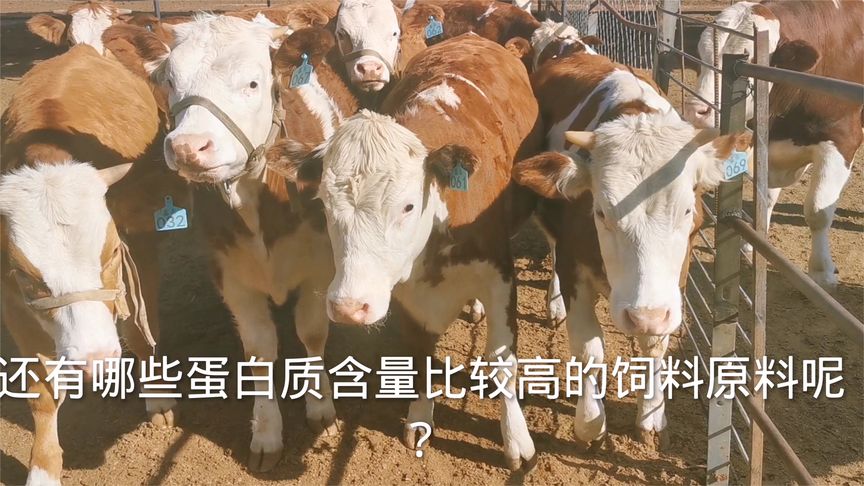 玉米豆粕价格大涨,养牛户用这些饲料原料代替部分,降低饲料成本