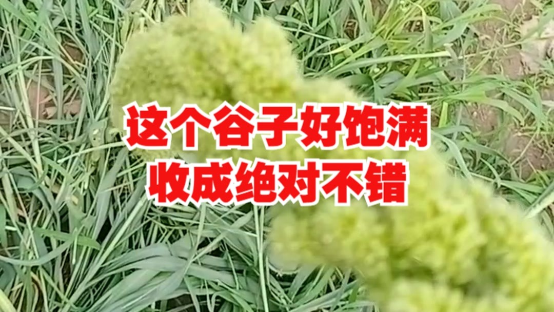 大人日常 兑现承诺 录谷子视频 人总是成长的让自己快乐很重要