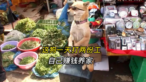 狗狗每天身兼数职,努力打工养孩子,最后过上了幸福的生活#萌宠