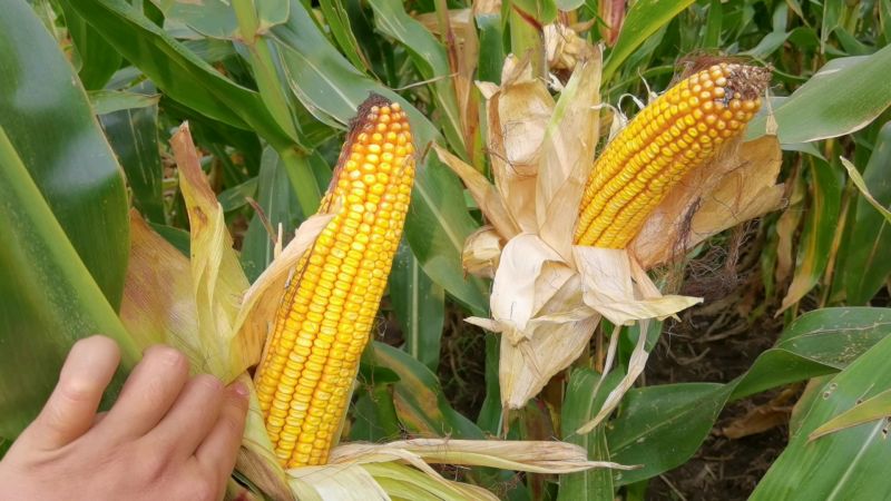 亩产可达2000斤以上高产玉米种子,双国审加十四省审定品种。