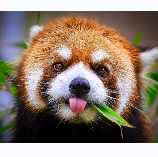 小学教育考研信息站 