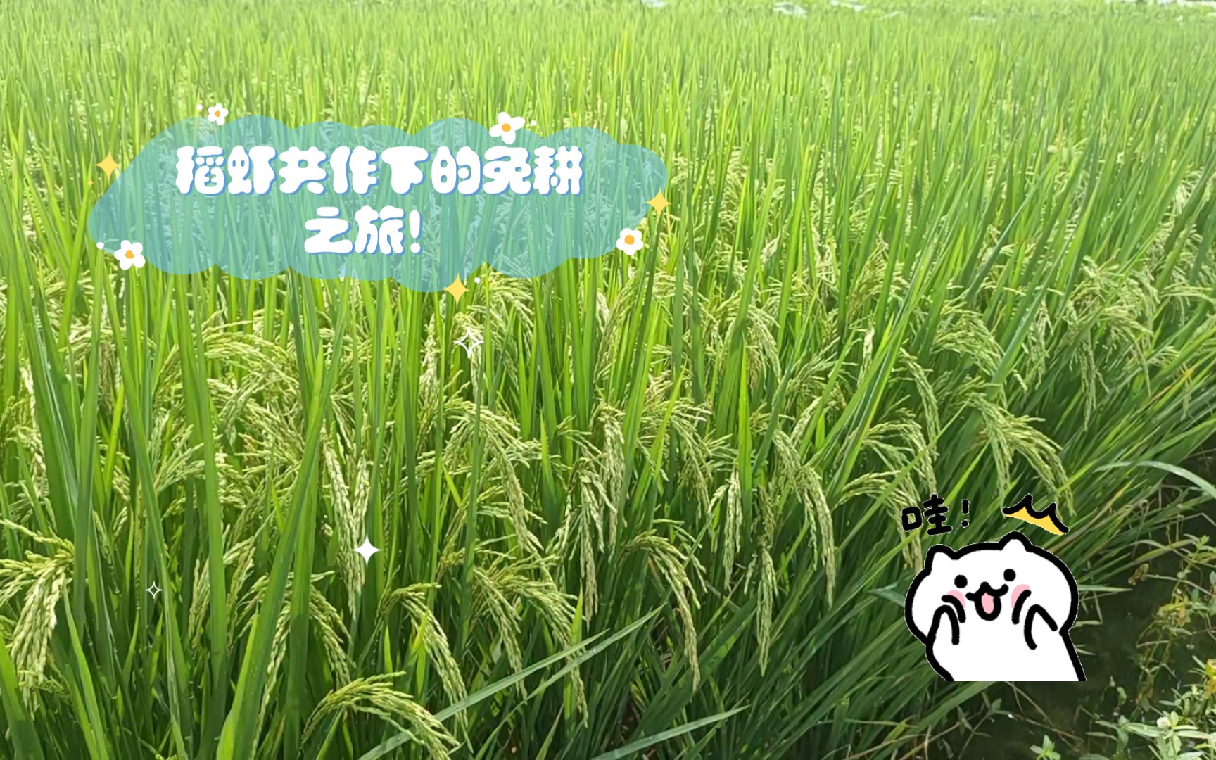 水稻的一生:稻虾共作下的免耕之旅!