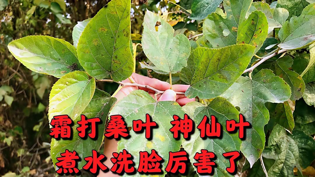 霜打桑叶叫它神仙叶?煮水洗脸厉害了,看完很受益