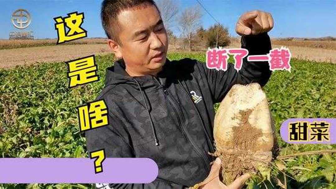 收割前最后一次采样,怎么好的的样本,怎么断了一截?