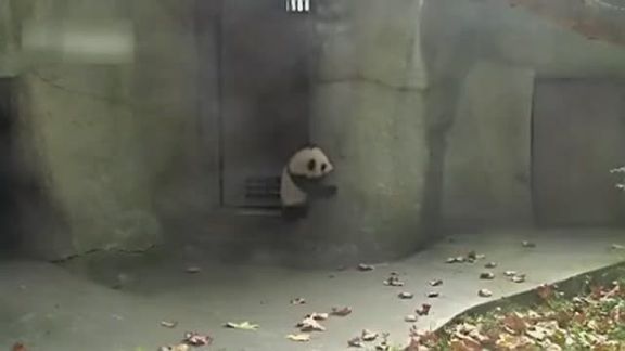 熊猫不小心摔下楼梯 机智翻滚掩饰尴尬!