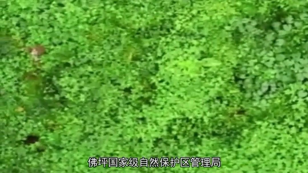 「秒懂百科」一分钟带你游遍佛坪大熊猫保护区