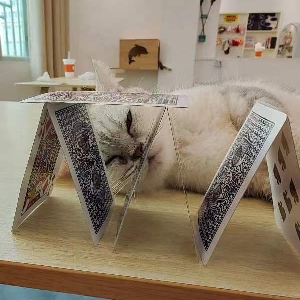 公考妮妮小仙女num1 