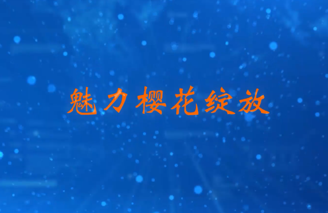 魅力樱花绽放 