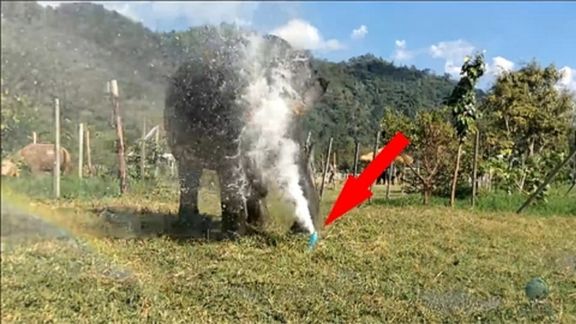 大象踩坏喷水器,手忙脚乱去堵水,下一秒千万憋住笑!