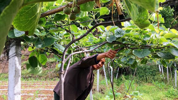 三百根果树,产一千斤果子,松树叶作肥料,果子好吃的很?