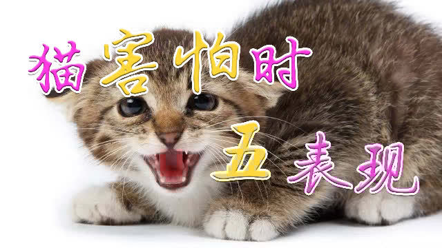 你知道吗?猫咪感到害怕时,有五个肢体语言