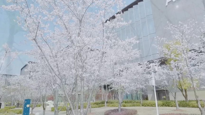 #春暖花开奔你而来 #武汉最美的樱花园 武汉最最美的樱花园在这里