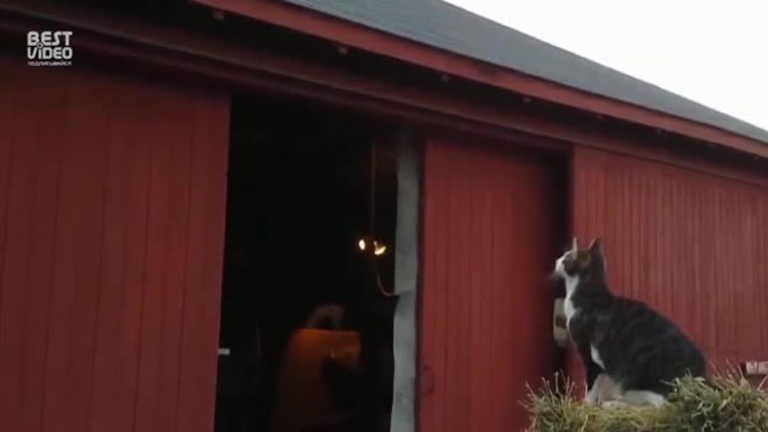 加班时忍不住笑出声:喵星人的计算能力没谁了