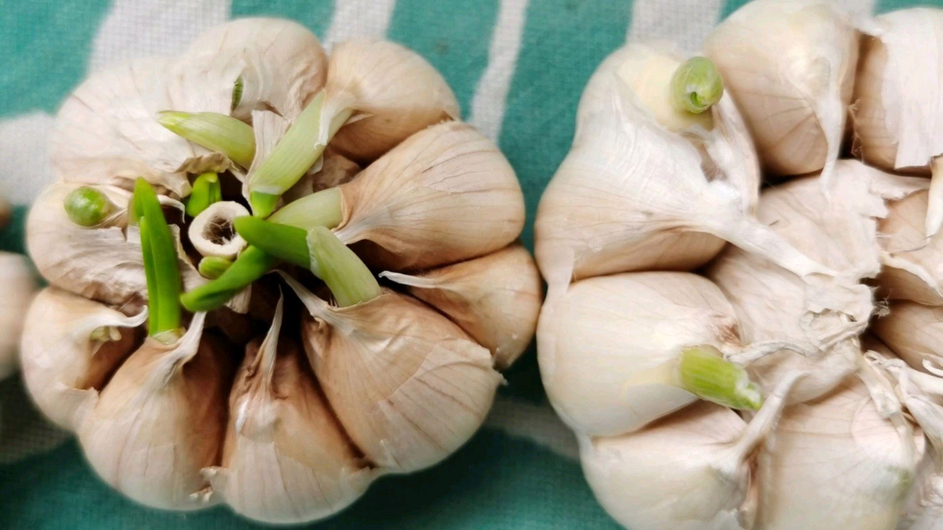 发芽的大蒜别扔掉,水培蒜苗很简单,有趣好玩,吃了一茬又一茬!